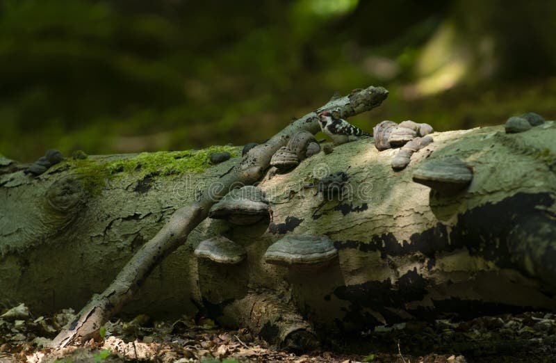 Lesser Spotted Woodpecker Posing on an Old Tree Stock Image - Image of ...