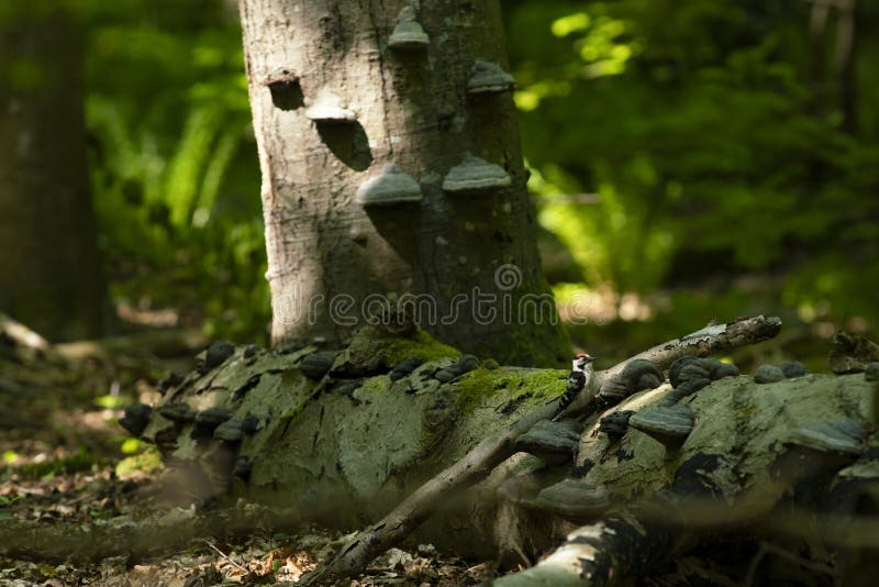 Lesser Spotted Woodpecker Posing on an Old Tree Stock Photo - Image of ...