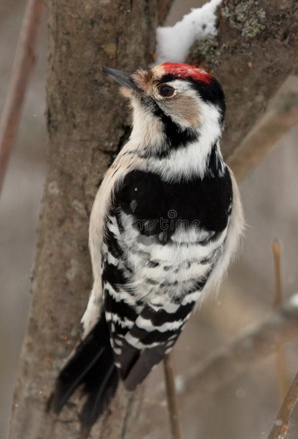Lesser Spotted Woodpecker on the Tree Stock Image - Image of wildlife ...