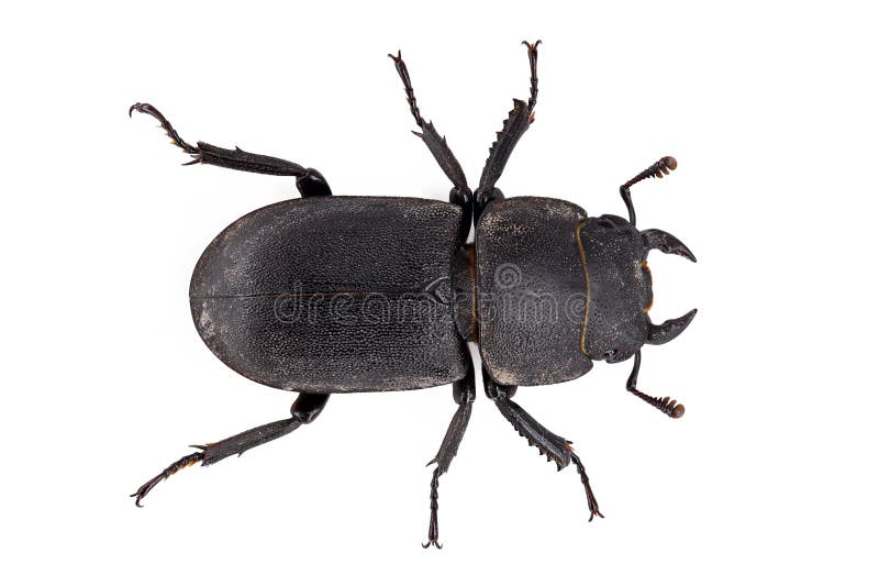 Stag Beetle Top View Stock Photos - Free & Royalty-Free Stock Photos ...
