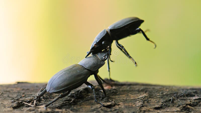 Lesser Stag Beetle (Dorcus Parallelipipedus) Stock Photo - Image of ...