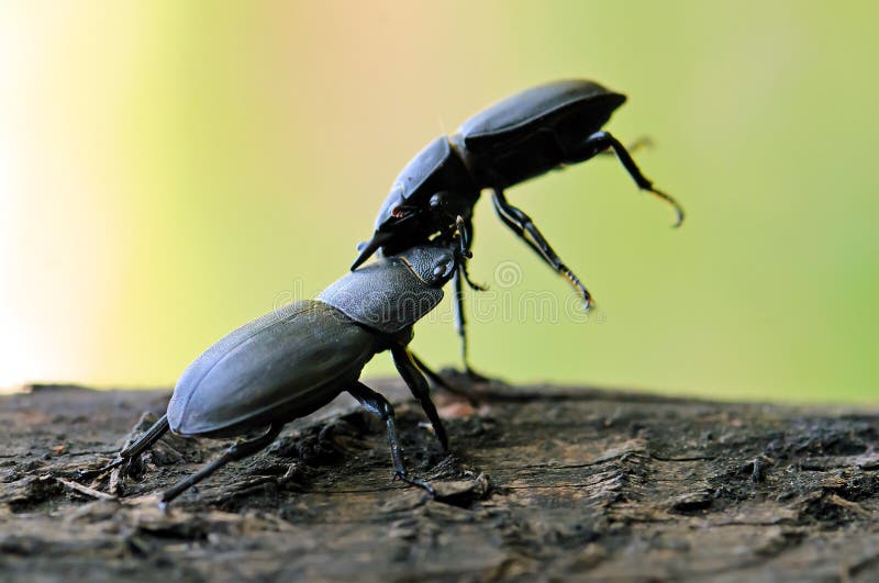 Lesser Stag Beetle (Dorcus Parallelipipedus) Stock Photo - Image of ...
