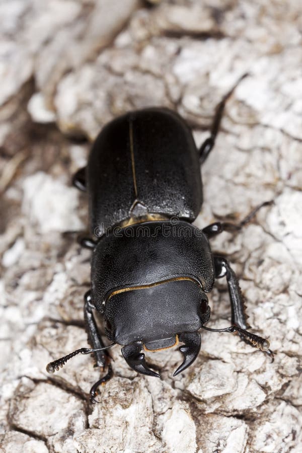 Dung beetle closeup stock photo. Image of insect, primative - 34521922