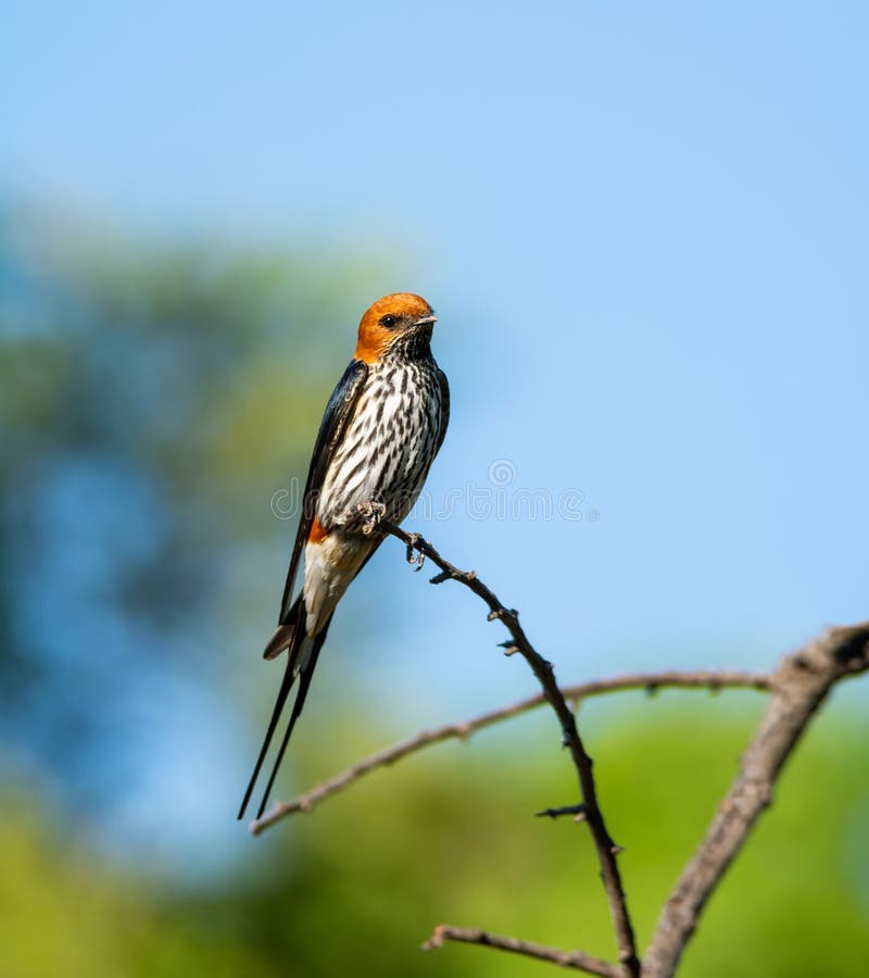Lesser-striped Swallow stock photo. Image of face, bird - 137963782