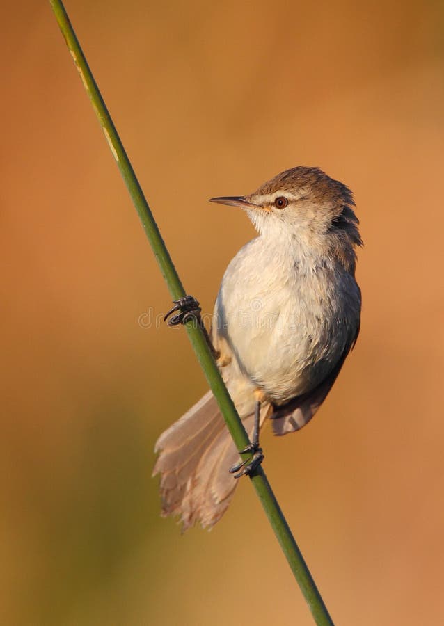 Lesser Swamp Warbler stock photo. Image of reed, south - 15397652