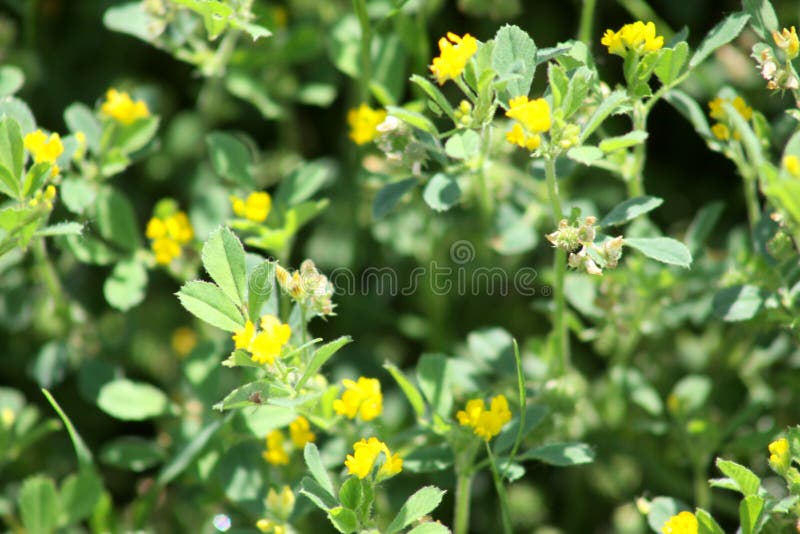 Lesser Trefoil in Bloom Close-up View of Stock Image - Image of bloom ...