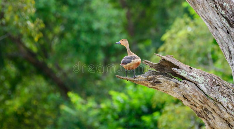 Lesser Whistling Duck on a Dead Tree Trunk, Resting on Higher Ground ...