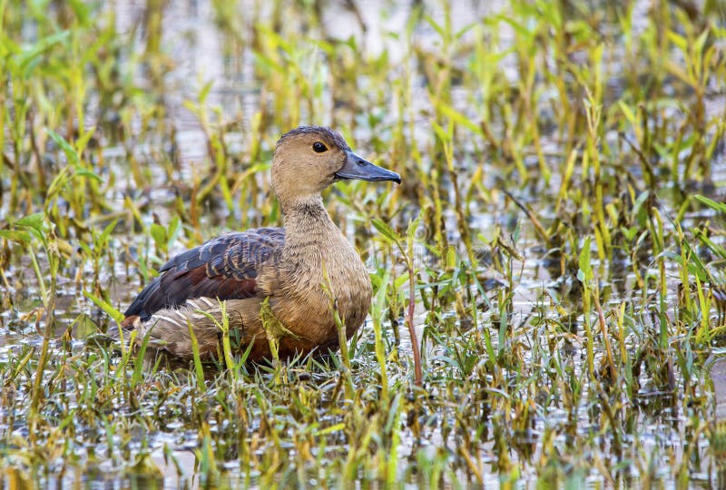Lesser Whistling Ducks Flying at Sunset in Keoladeo Ghana Nation Stock ...