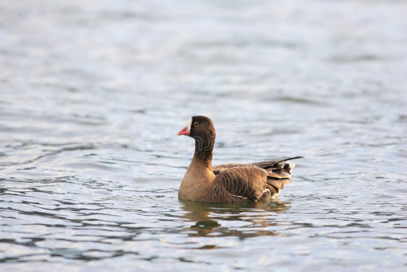 Lesser white-fronted goose stock image. Image of lesser - 83320623