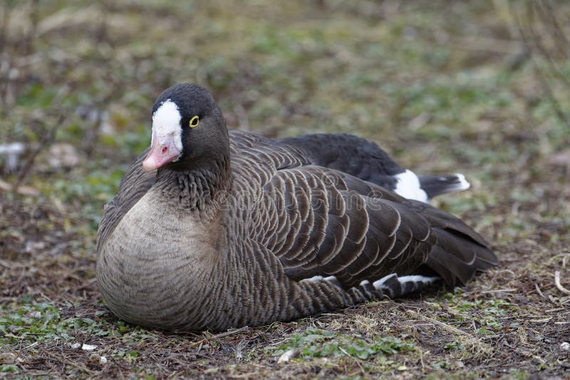 Lesser White-fronted Goose stock photo. Image of anatidae - 162110894