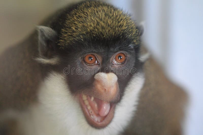 Frontal Portrait of Lesser Spot-Nosed Monkey Stock Photo - Image of ...