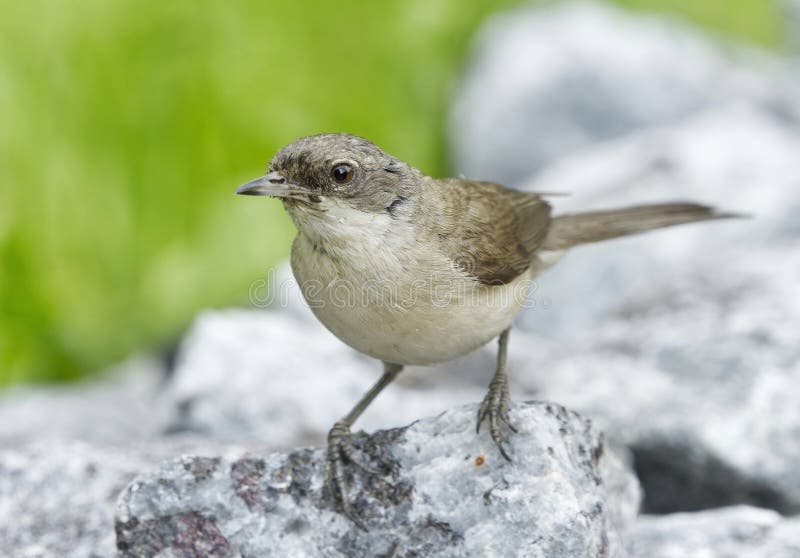Lesser Whitethroat (Curruca Curruca) on a Rock in the Garden Stock ...