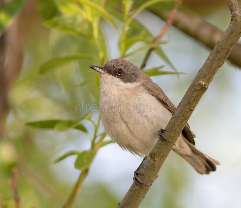 Lesser Whitethroat, Sylvia Curruca. a Bird Sits on a Tree Branch Stock ...