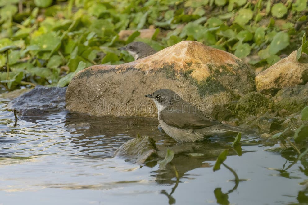 Lesser Whitethroats Taking a Dip in a Stream Stock Photo - Image of ...