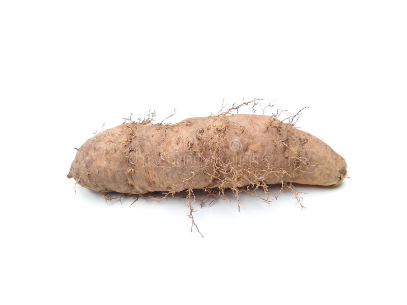 Lesser Yam (Dioscorea Esculenta) Isolated on White Background Stock ...