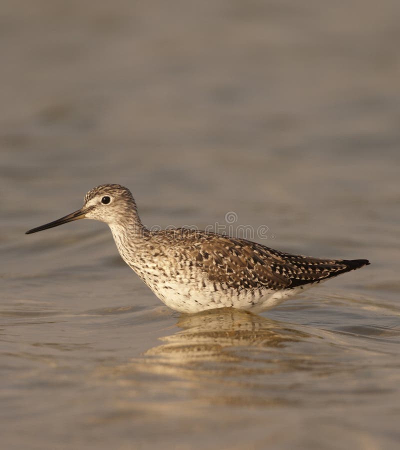 Lesser Yellowlegs stock photo. Image of zoology, animal - 13889264