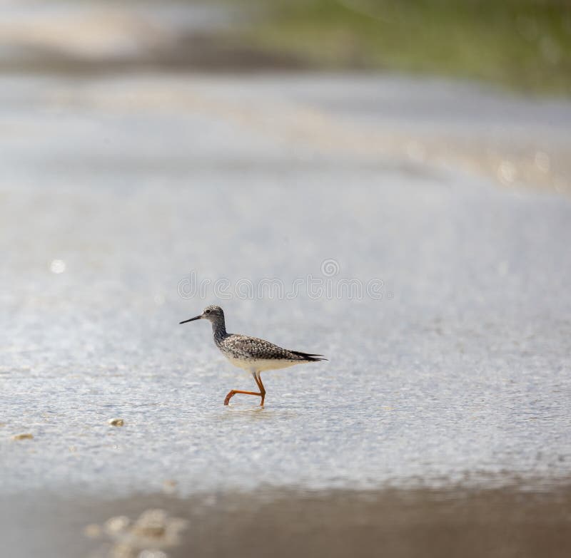 Lesser Yellowlegs Wading through a Swamp in Springtime Stock Photo ...