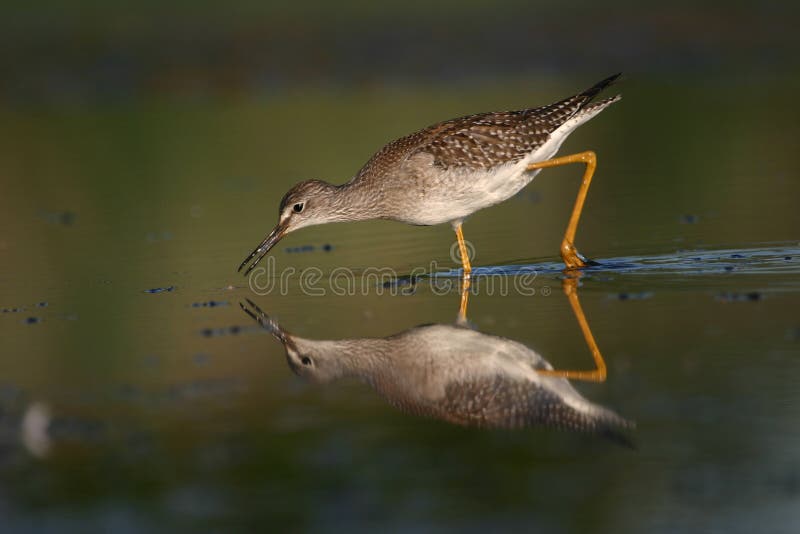 Lesser yellowlegs stock image. Image of white, walking - 407061