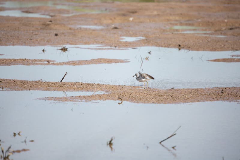 Lesser Yellowlegs Eating stock image. Image of birdwatching - 291170997