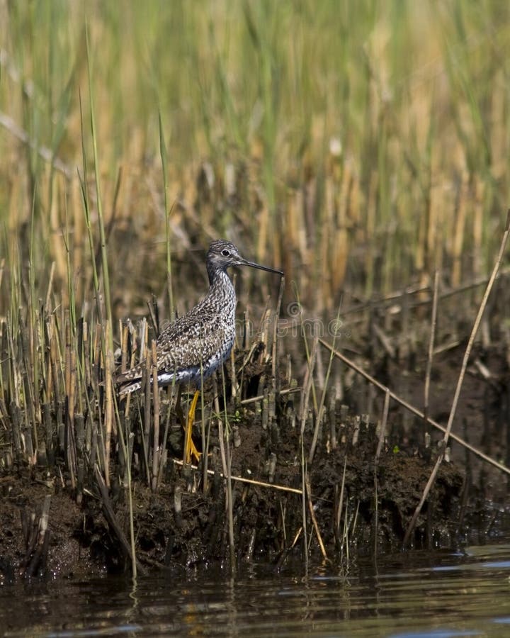 Lesser Yellowlegs in Marsh Grass. Stock Photo - Image of tringa, wade ...
