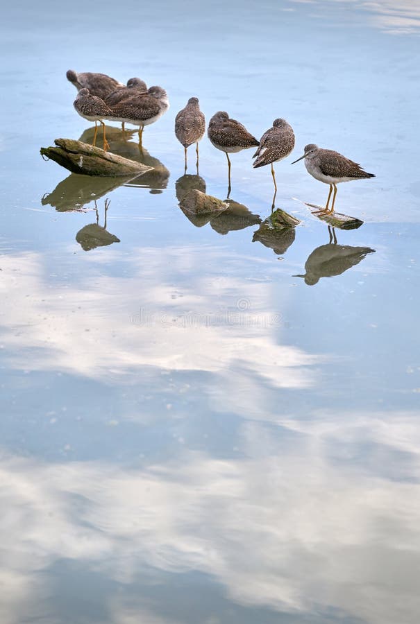 Lesser Yellowlegs on the River Stock Image - Image of british, fraser ...