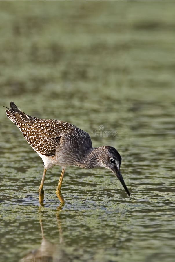 Lesser Yellowlegs, Tringa Flavipes, Feeding in Marsh Stock Image ...