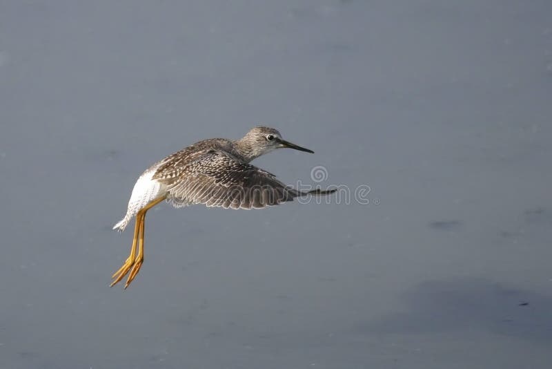 Lesser Yellowlegs, Tringa Flavipes, Flying into Land Stock Image ...