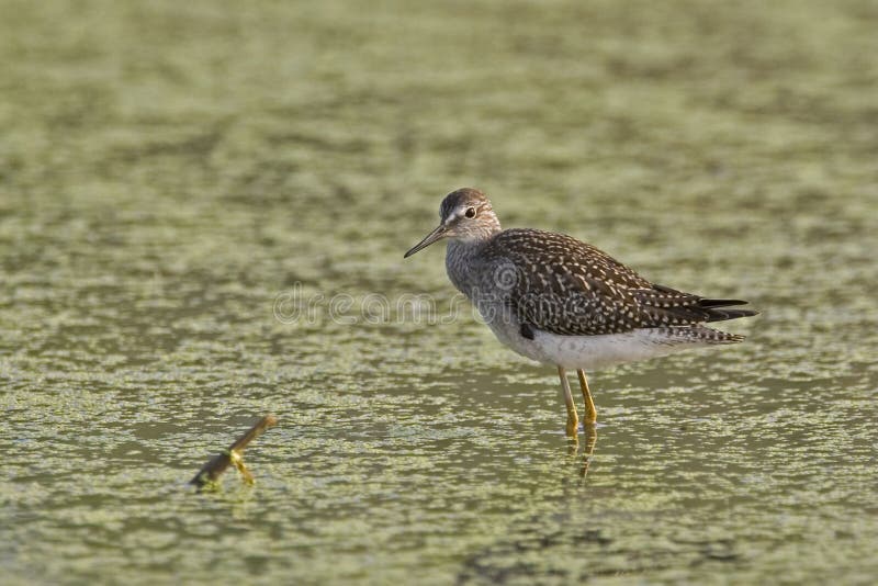 Lesser Yellowlegs, Tringa Flavipes, Relaxed in Marsh Stock Photo ...
