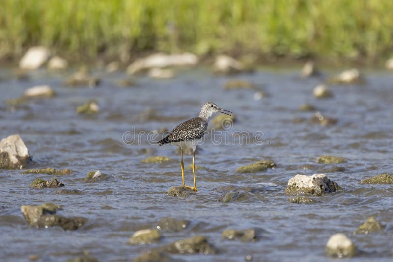 The Lesser Yellowlegs Tringa Flavipes Stock Image - Image of feather ...