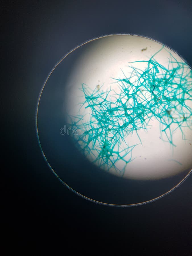 Microscope Green Plant Photo Stock Image - Image of science, reflection ...
