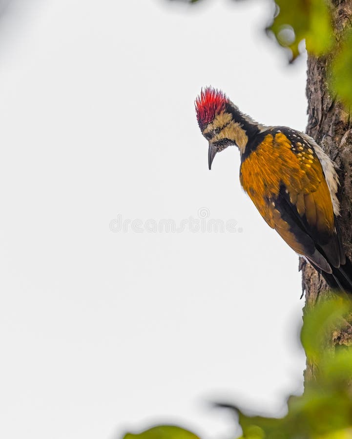 A Lessor Golden Backed Woodpecker Stock Photo - Image of wing, animal ...