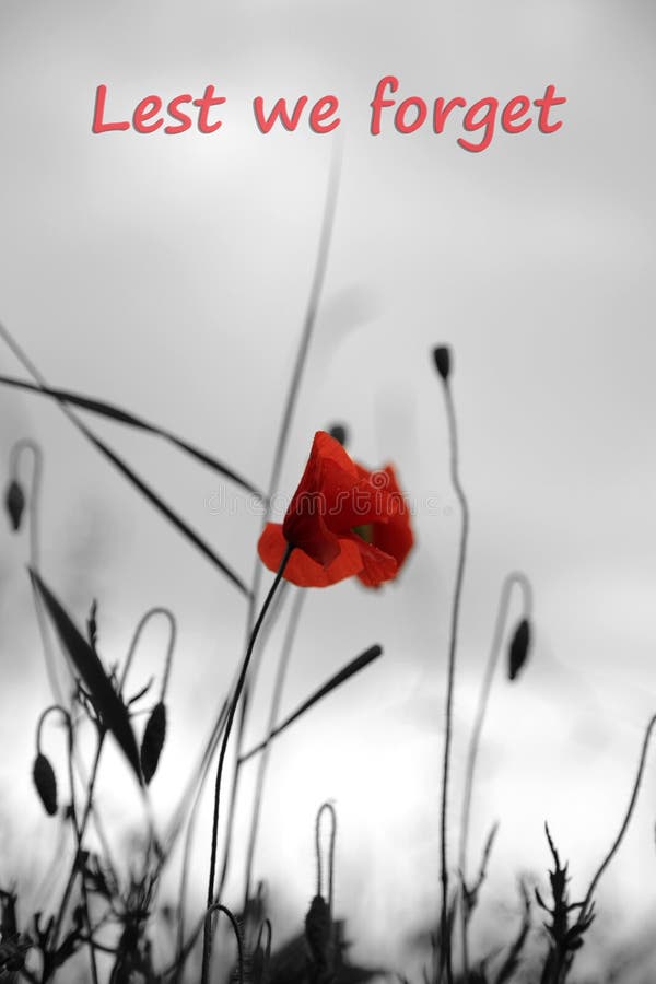 Lest we Forget on an Image of a Red Poppy in a Field, Remembrance Day ...