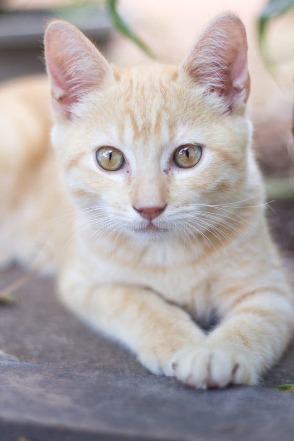 Let the Kitten on the Front. Stock Image - Image of mammal, feline ...