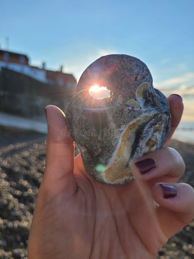 Let the Light Shine through Stock Photo - Image of fish, leaf: 245398826