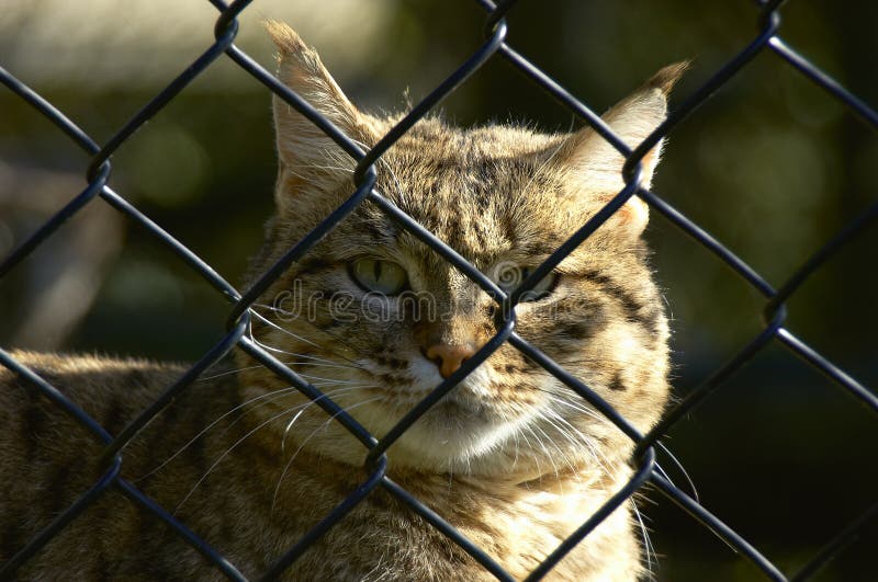 Pacing lynx stock image. Image of caged, animal, paces - 100058733