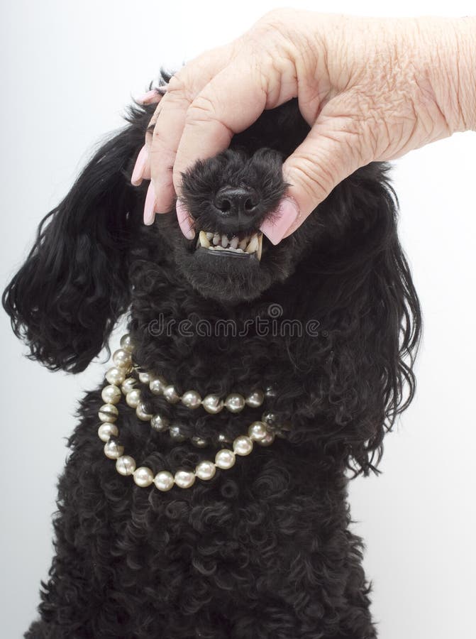 206 Buck Teeth Stock Photos - Free & Royalty-Free Stock Photos from ...