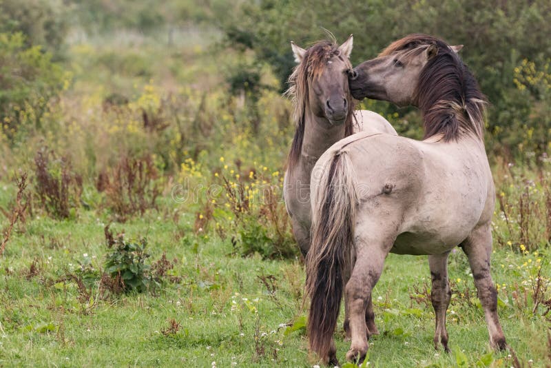 Let Me Your Legs Stock Photos - Free & Royalty-Free Stock Photos from ...