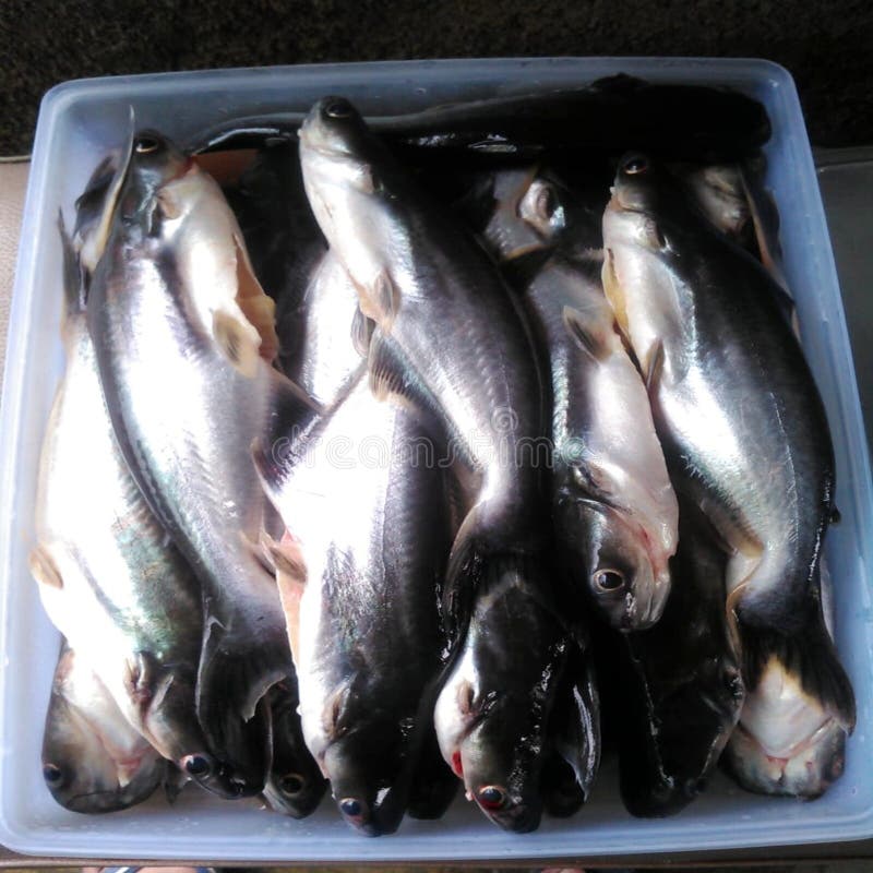 Let s cook fish from sea stock image. Image of seafood - 223918105