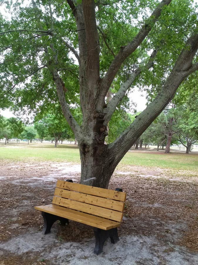 574 Bench Under Shade Tree Stock Photos - Free & Royalty-Free Stock ...