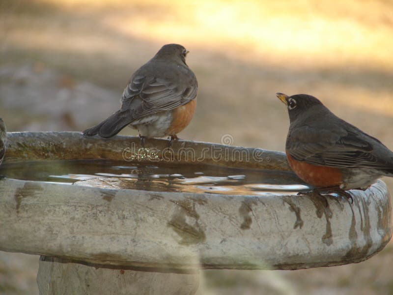 473 Birds Quarrel Stock Photos - Free & Royalty-Free Stock Photos from ...