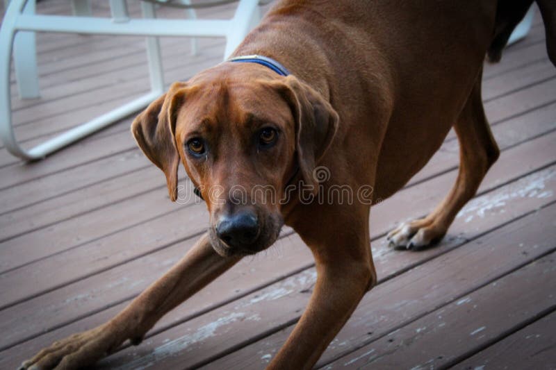 Let S Play Rhodesian Ridgeback Up for a Game Stock Photo - Image of ...
