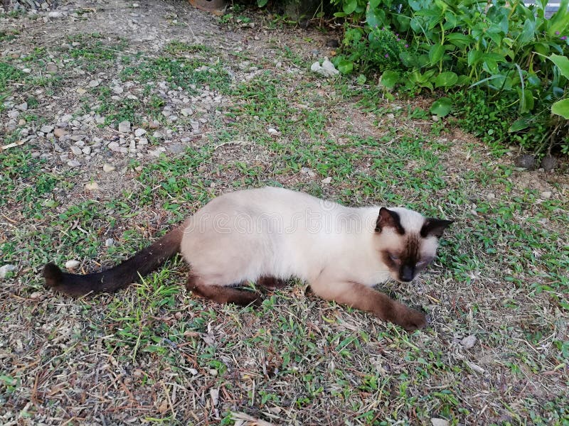 Let& X27;s Relax Outside with a Cat Stock Image - Image of rest ...