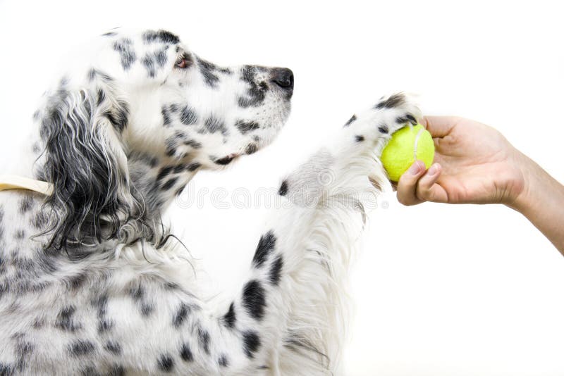 698 English Setter Black White Stock Photos - Free & Royalty-Free Stock ...