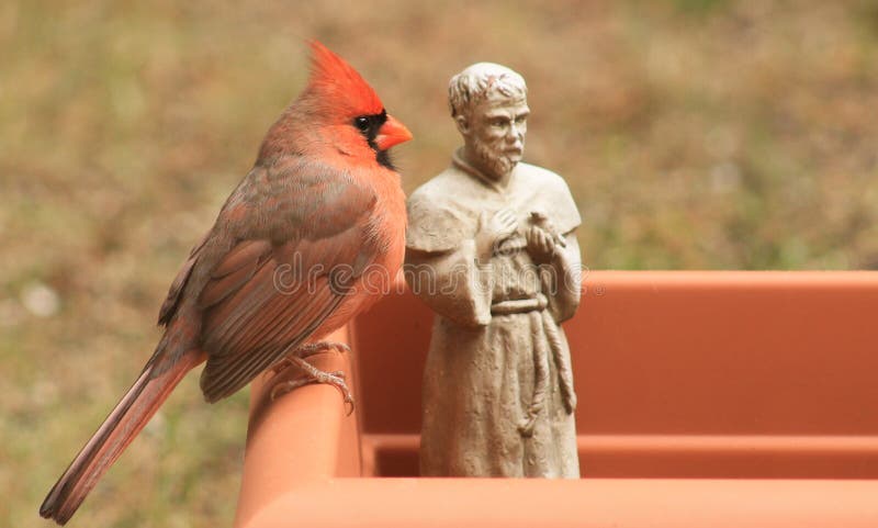 Let's Talk Cardinal To St Assisi Stock Photos - Free & Royalty-Free ...