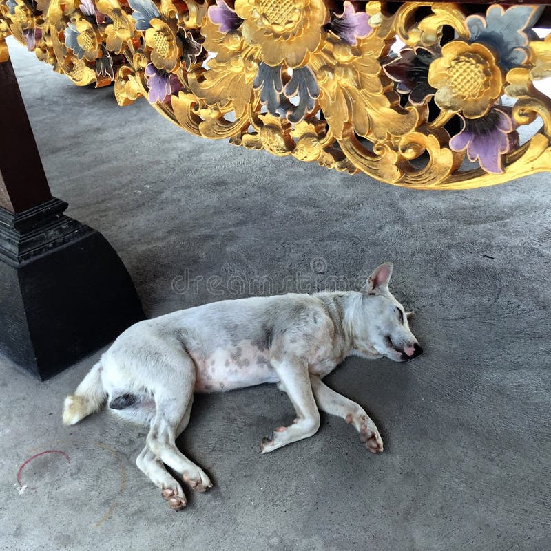 Let sleeping dogs lie editorial stock photo. Image of temple - 48434863