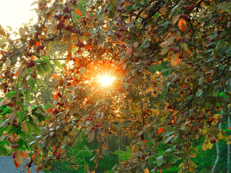 Let the Sun Come Shining through Stock Image - Image of peeking, apple ...