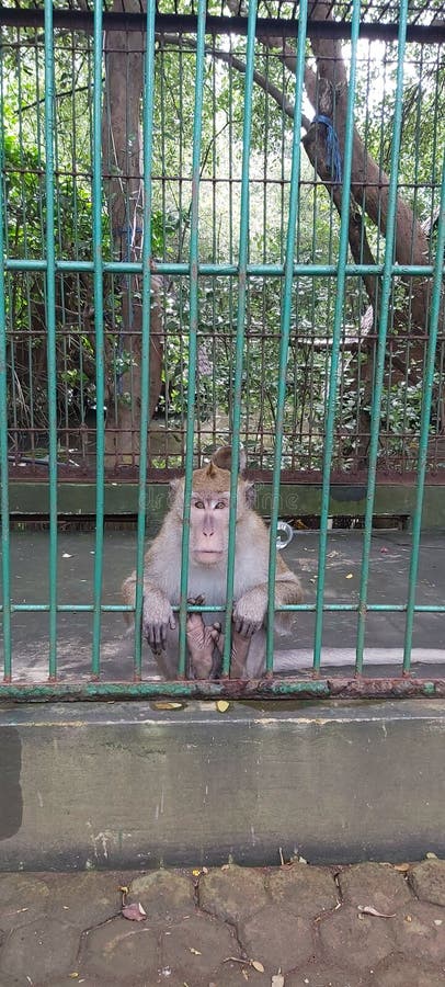 Poor monkey live in jail stock photo. Image of monkey - 222747112