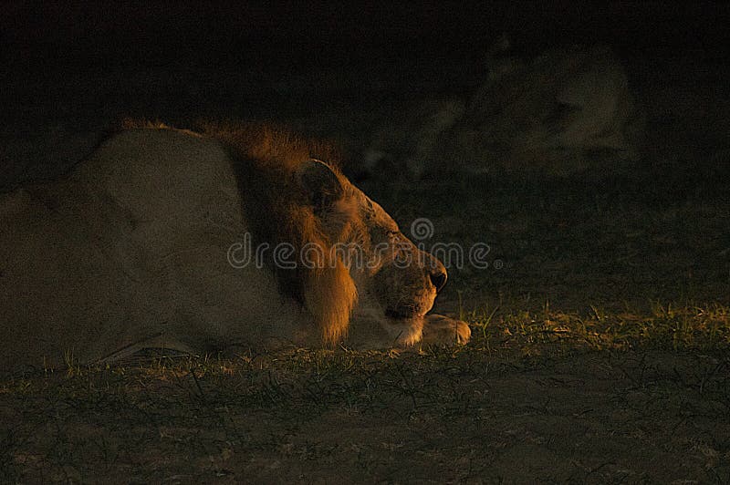 Let us have a nap. stock photo. Image of safari, lion - 73328152