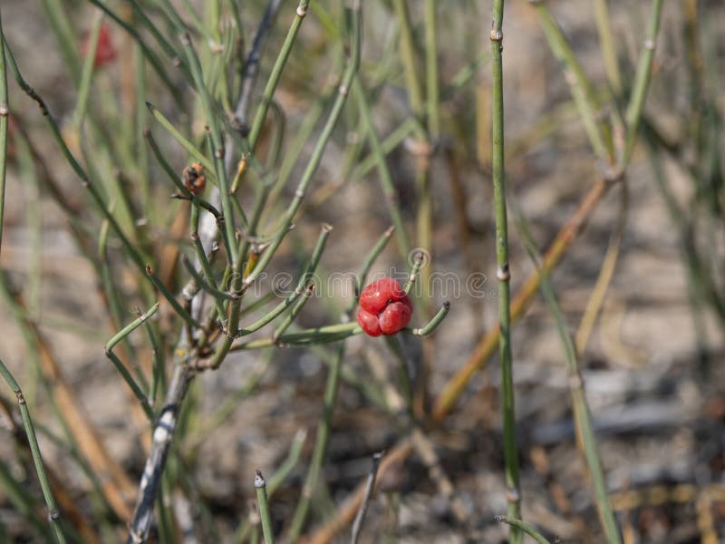 Ephedra Distachya Shrub in Letea Forest, Romania Stock Image - Image of ...