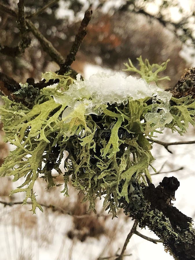 Lichen frozen stock photo. Image of fruticose, leafless - 108390832